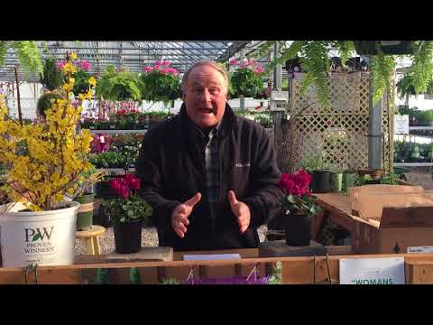 Mark asked about pruning his forsythia, it's a big topic, but I'm ready to talk about it today.