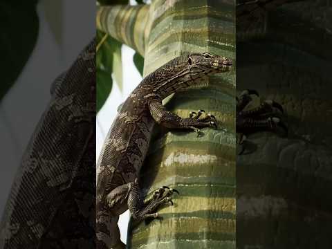 The Amazing Story of a Goh on a Peepal Tree parrot and Her Babies.🦜🦎 #viral #youtubeshorts #shorts