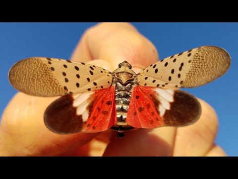 What are Spotted Lantern Flies?