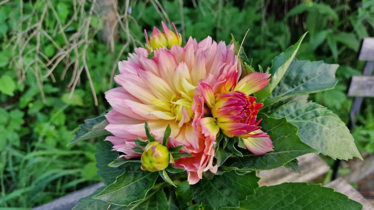 Dahlia hybrid - Dalia zmienna