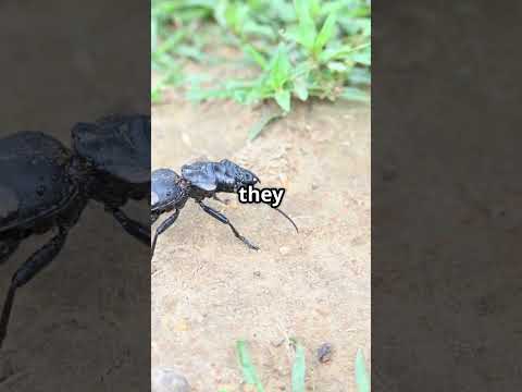 Ground Beetle: The Ultimate Predator