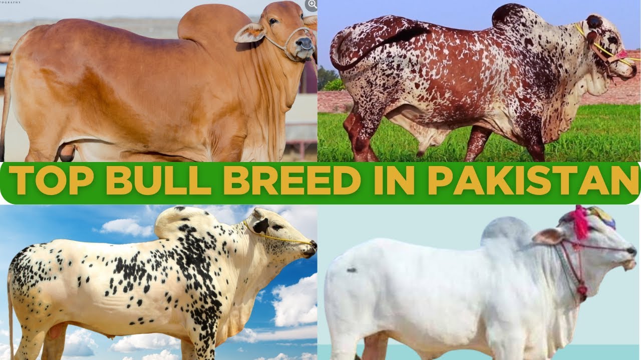 Top Cattle Breed In Pakistan || Top Cow and Bull Breeds in Pakistan || Farming with Gstar