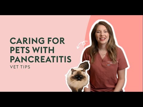 Caring For Pets With Pancreatitis | Vet Tips