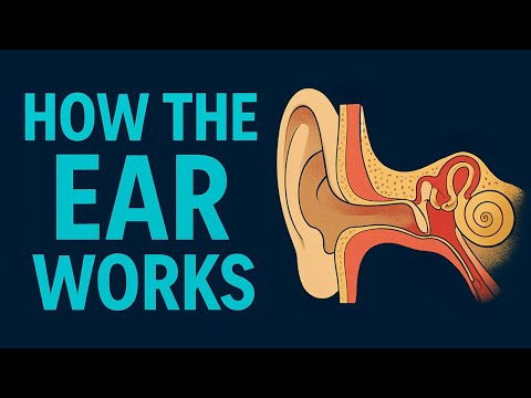 How the Human Ear Works: Structure, Parts & Sound Pathway Explained
