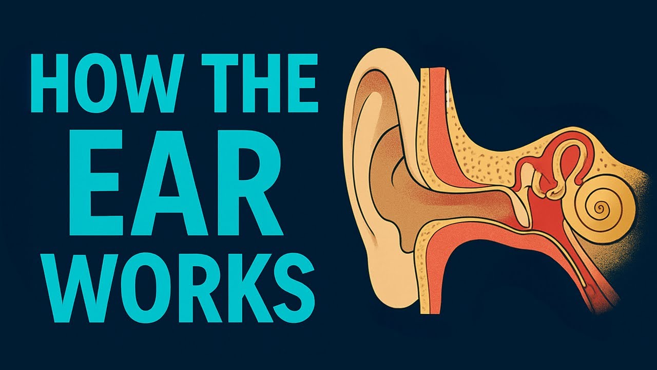 How the Human Ear Works: Structure, Parts & Sound Pathway Explained