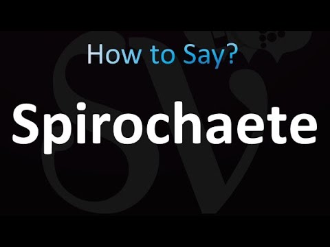How to Pronounce Spirochaete (correctly!)
