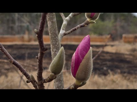 the most beautiful flowering tree/shrub Japanese magnolia