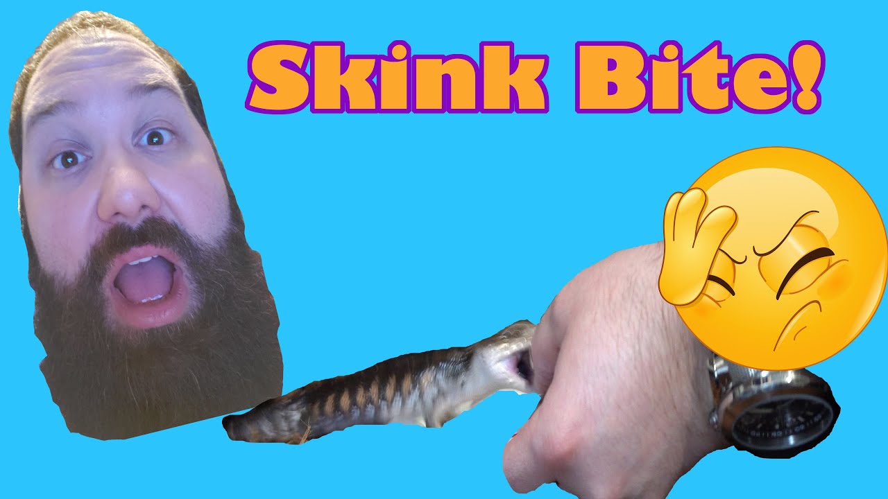 White Lace Ball Python Update and Shipping Tips!