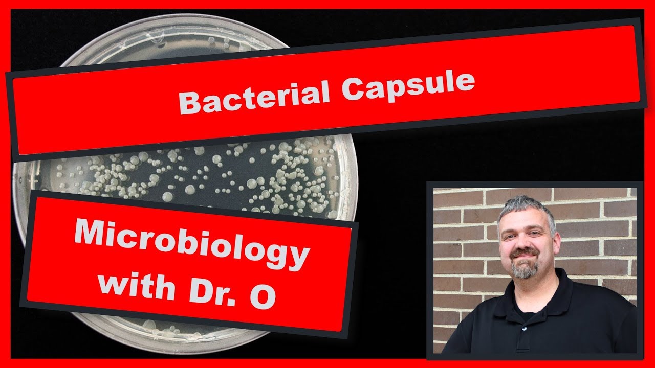 Bacterial Capsule:  Microbiology
