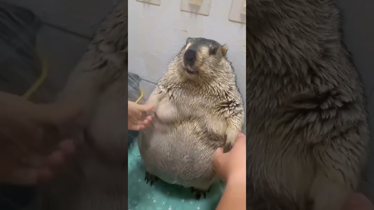 Fat marmot