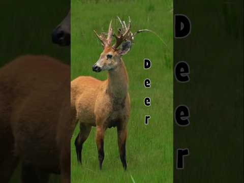 Animal Name Origins Deer #deer #wildlife #name #origin