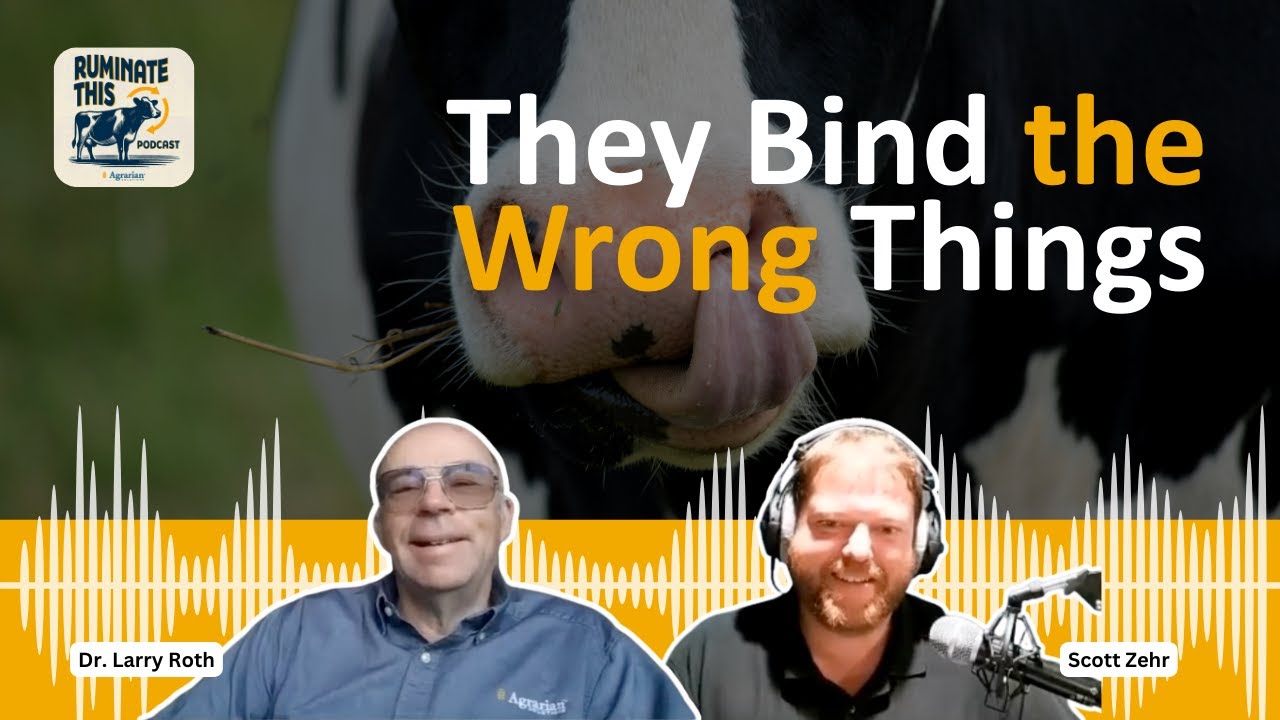 Why Mycotoxin Binders Fail Against DON (And What They Bind Instead)
