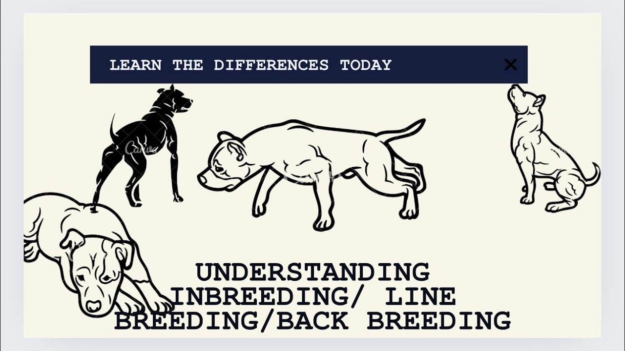 Understanding Inbreeding/ Line Breeding/ Back Crossing