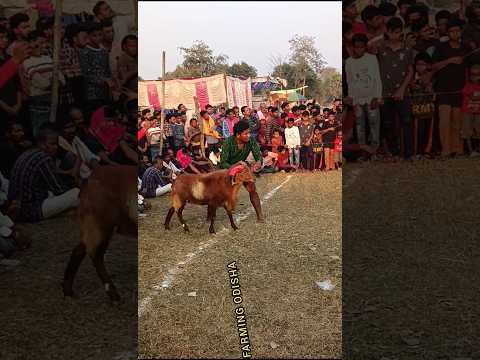 🔥👿💫Attitude sheep#SHOW QULITE BIG horn sheep top quality odisha NO1 brand🔥🏆🥇youtube shot VIRAL😱🔥