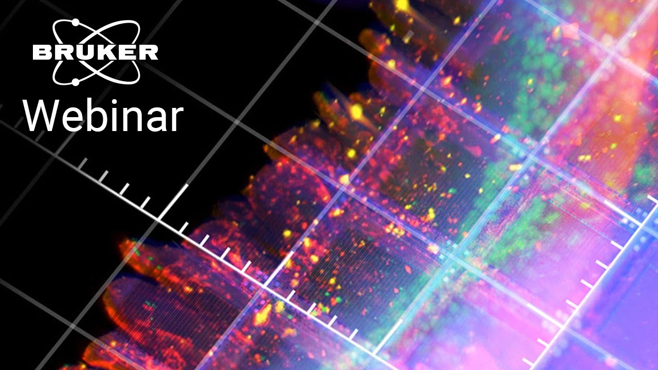 Register, fuse, and present your light-sheet data with ease | Bruker Image Processor