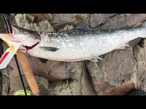 June 23, 2025 nice Atlantic Salmon