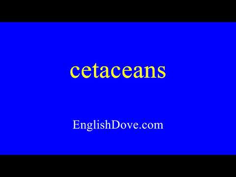 How to pronounce cetaceans in American English