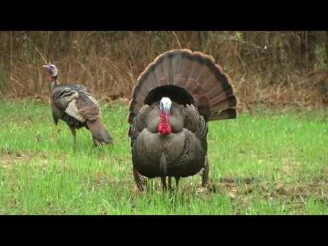 A Turkey Head-Shot With A Crossbow | Outdoors | Before It's News