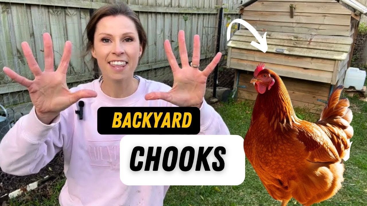 CHOOKS - 10 things you need to know about RAISING HENS at home | Backyard chickens in Melbourne Aus