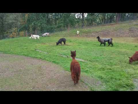 A herd of llamas & alpacas get their pasture doubled!