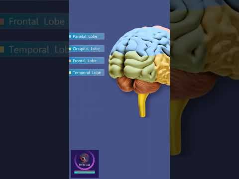 Inside the Brain - Brain Parts