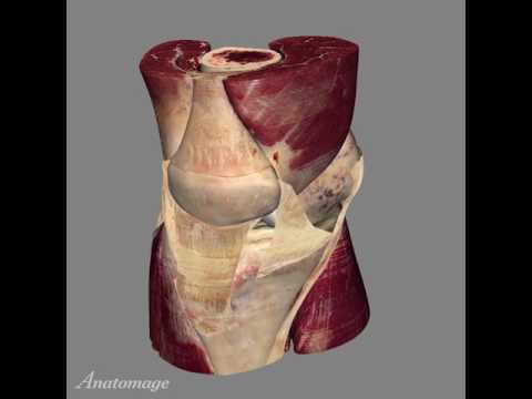 Knee Musculoskeletal Anatomy