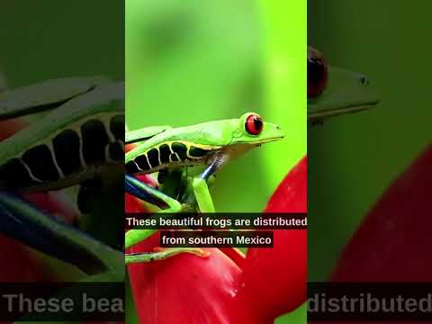 NEVER 🚫 Touch a RED-EYED TREE FROG 🐸 #shorts