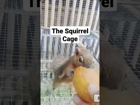 The squirrel cage