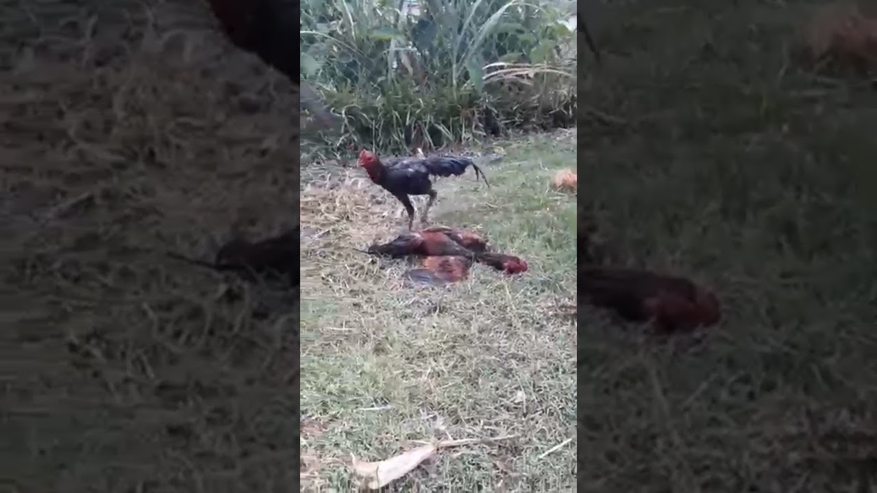 shocking rooster fight#shorts
