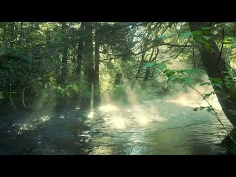 Cuckoo Streams