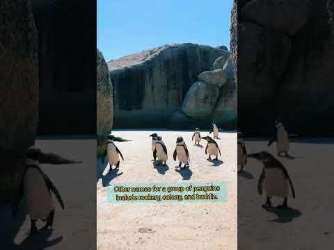 what is a group of penguins called |groups of penguin