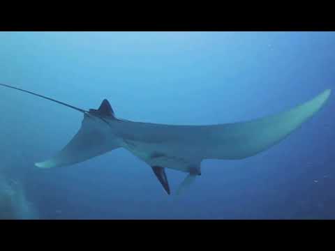 Stingrays: The Unique Bottom Feeders