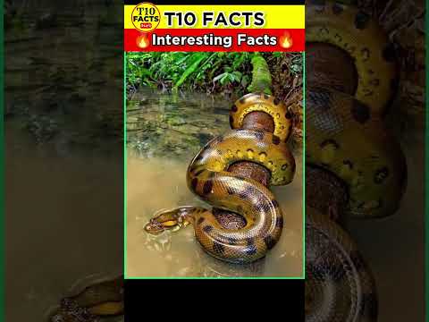 ????Top 5 Interesting facts in telugu ????| T10 facts #shorts #facts #shortvideo #vrfacts