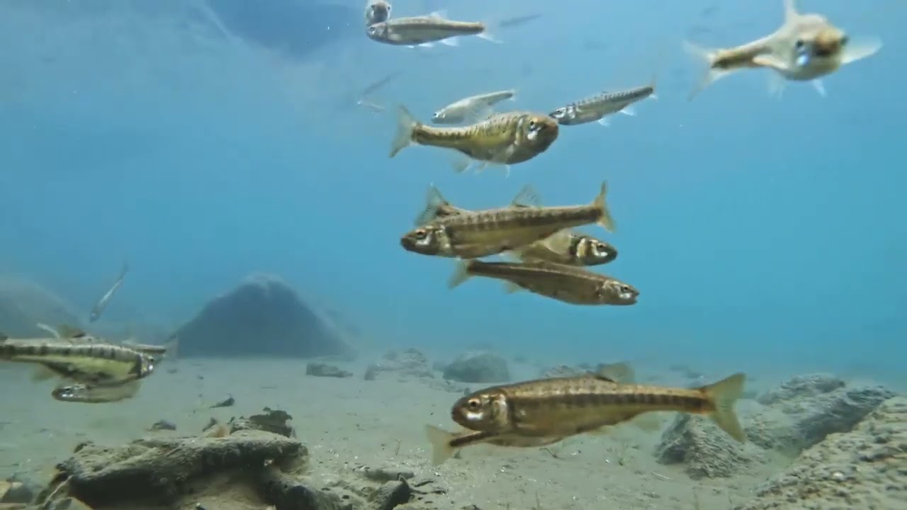 The Intriguing Biology of Fish: A Closer Look at Fish Anatomy.
