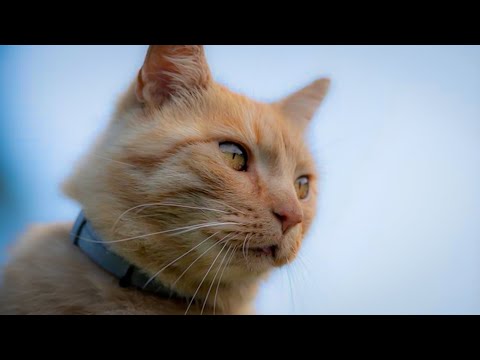 Seresto Cat Collar: A Details Review [2023]