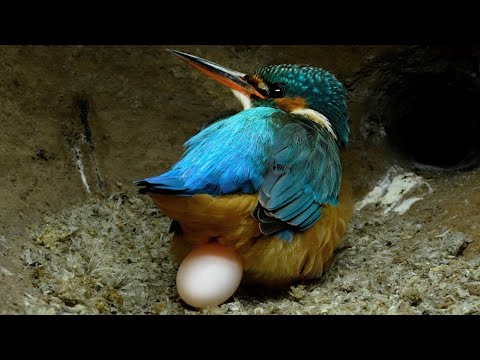 Close Up View as Kingfisher Lays Eggs | Discover Wildlife | Robert E Fuller