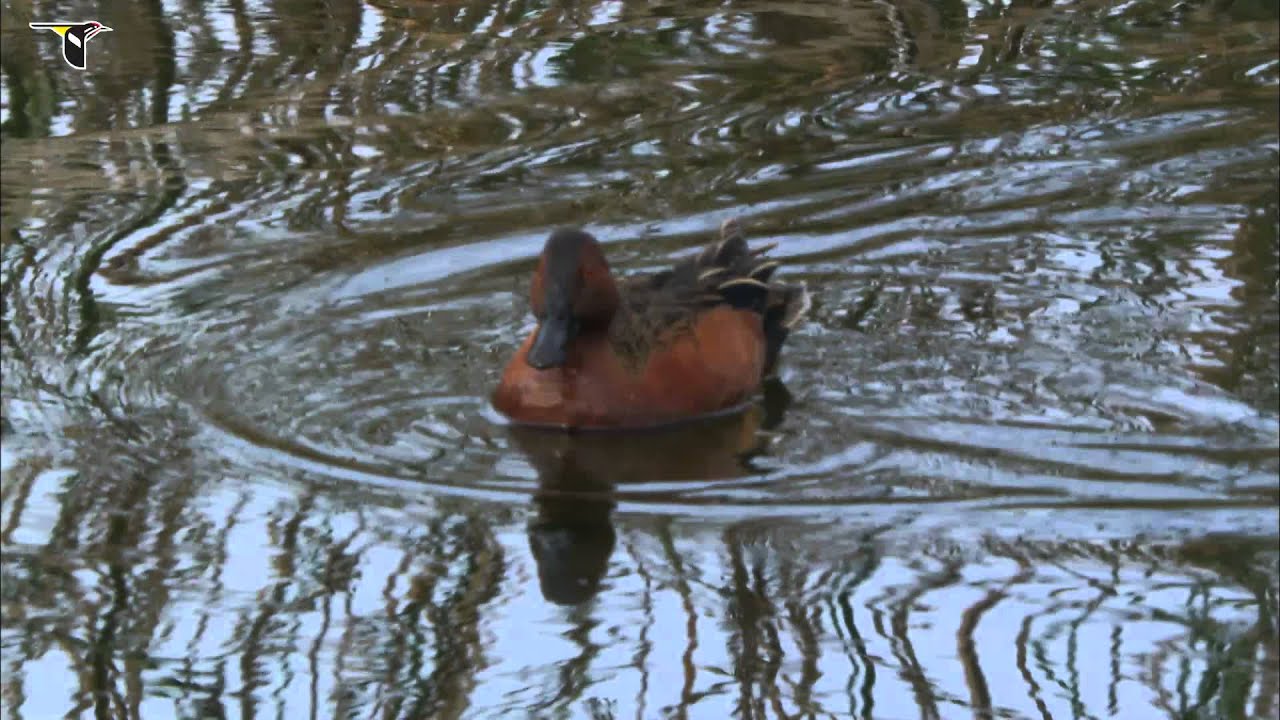 Male Cinnamon Teal