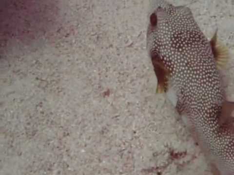 Steam Community :: Video :: Puffer Fish - In Scuba Diving
