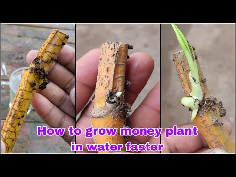 how long can money plant grow in water @gardenjugaad #gardenjugaad
