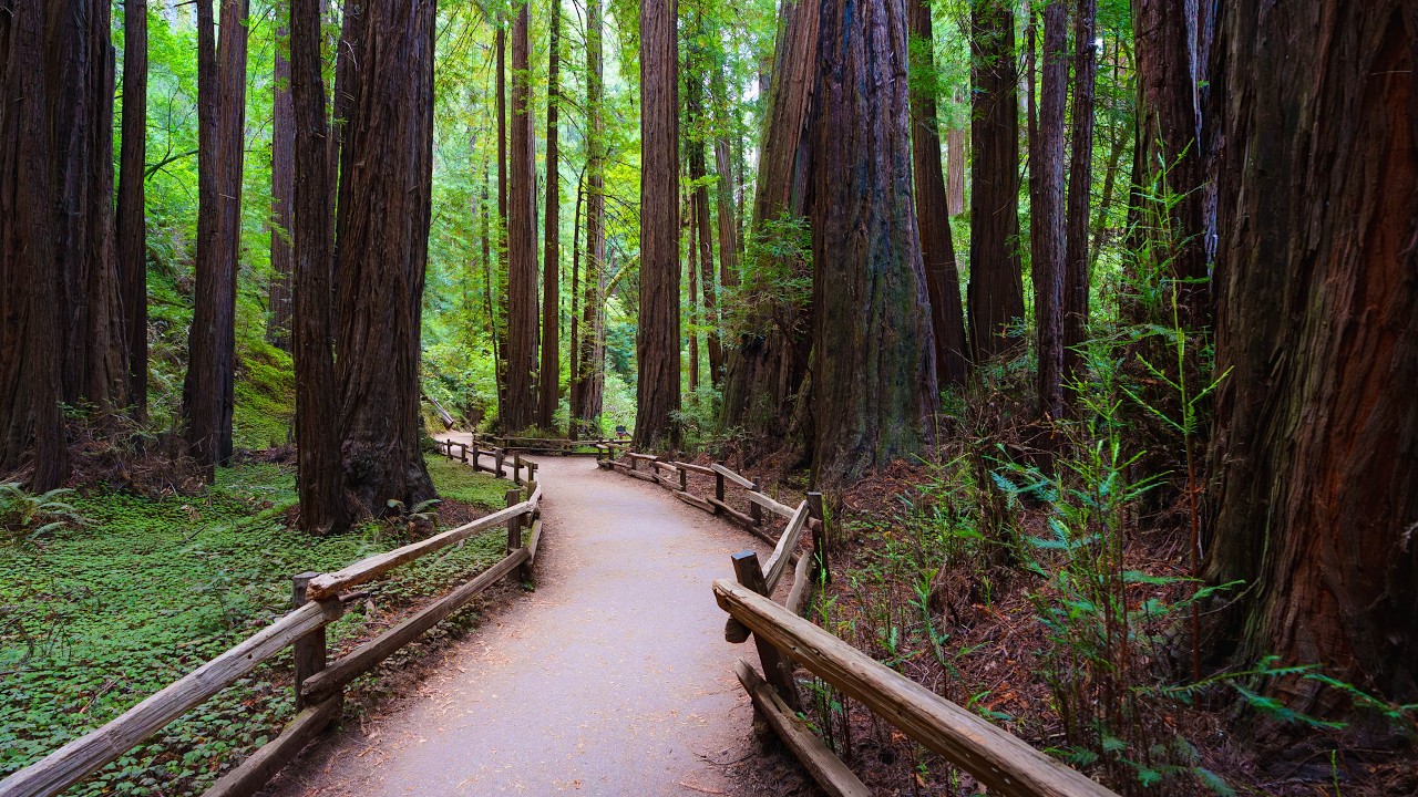 Muir Woods Early Morning, Quiet Walk in Redwood Forest | Mill Valley, California