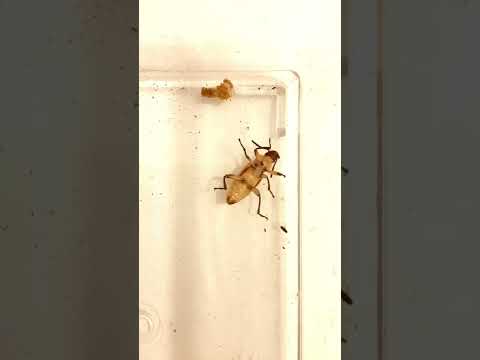 Superworm Turns Into Darkling Beetle Timelapse