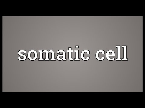 Somatic cell Meaning