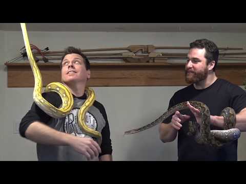 Asking Garrett Hartle About Superdwarf Reticulated Pythons – Chris Lansdown