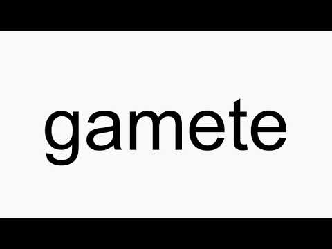 How to pronounce gamete