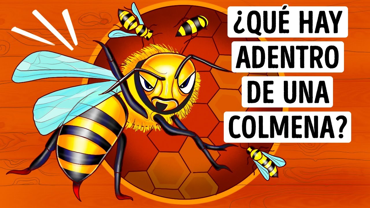 Lo que verías si pudieras entrar en una colmena