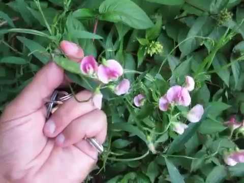 Wild pea or wild bean Identification, and edibility?