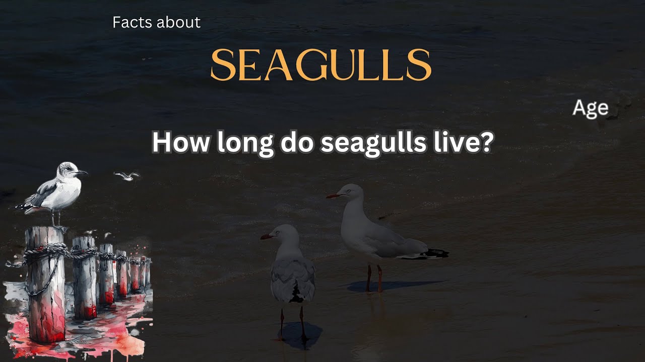 Seagull Fact 10 - How long do seagulls live?