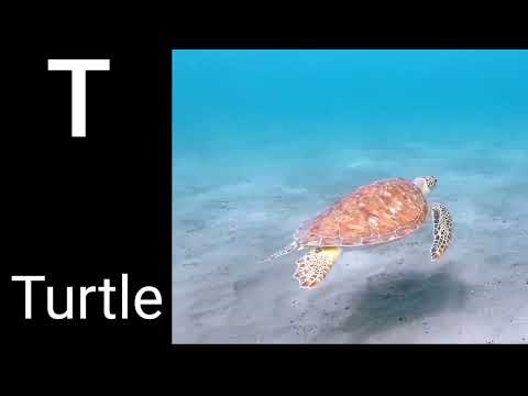 learn Animals Name in english for toddlers | animals name start with letter t