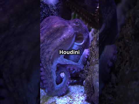 5 Mind Blowing Facts About Octopuses! 2024 10 20 1