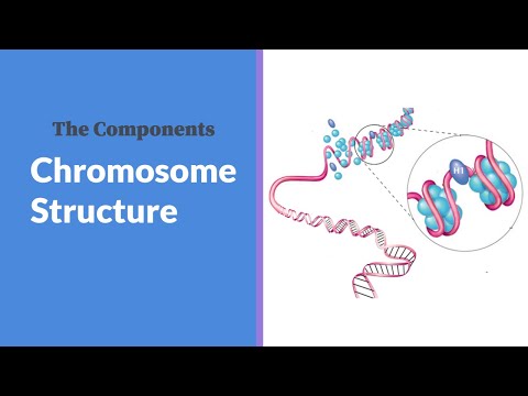 What is Chromosome Made Of?